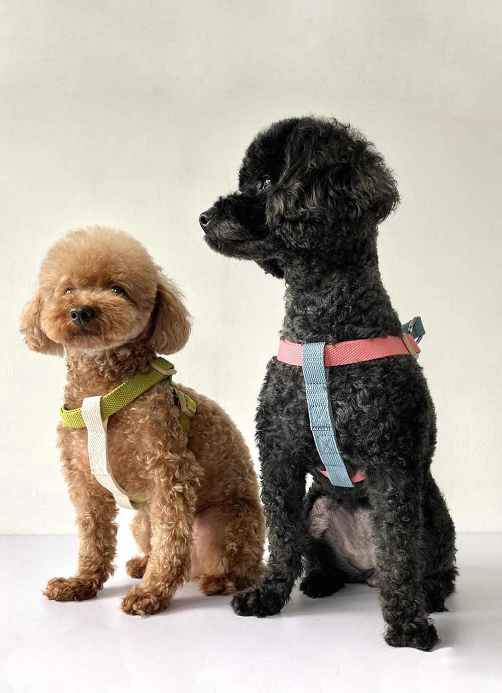 아망떼 ㅣ펫 컬러믹스 하네스+리드줄 세트 S/M 4colors